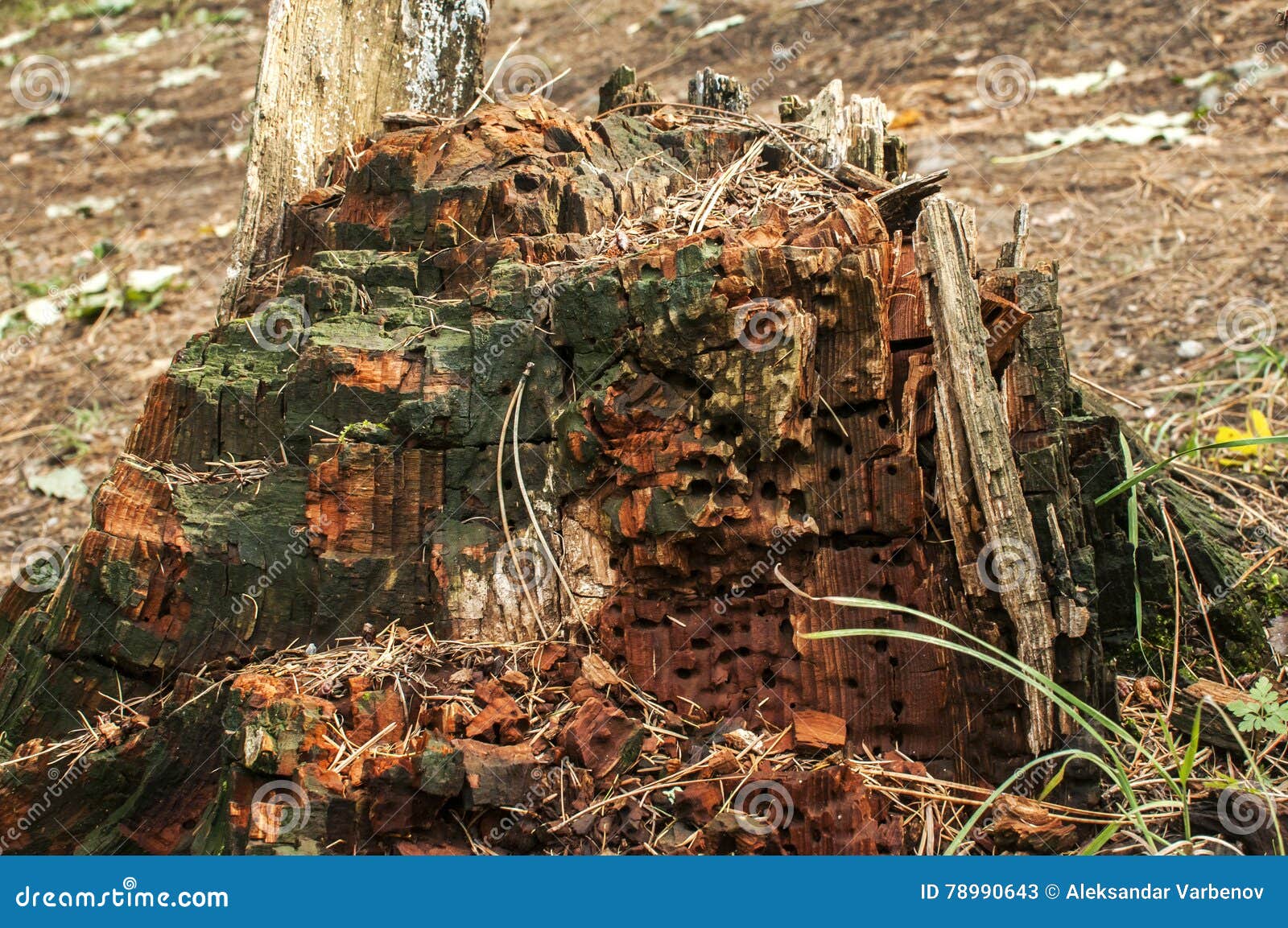 Rotten tree trunk closeup stock image. Image of trunk - 78990643