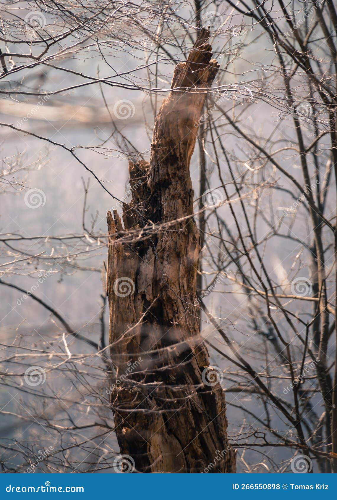 Rotten tree trunk stock photo. Image of brown, branch - 266550898
