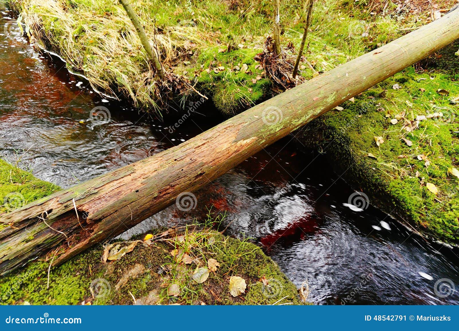 Rotten tree trunk stock image. Image of natural, brown - 48542791