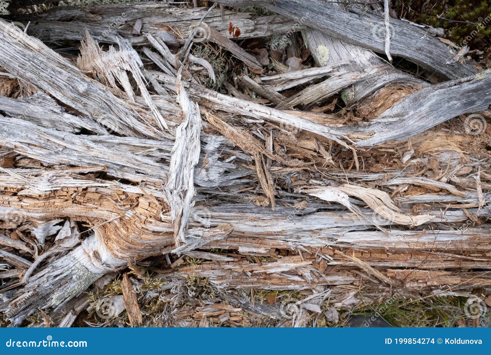 Rotten Tree Trunk Rotted To Dust, Outdoors. Top View Stock Photo ...