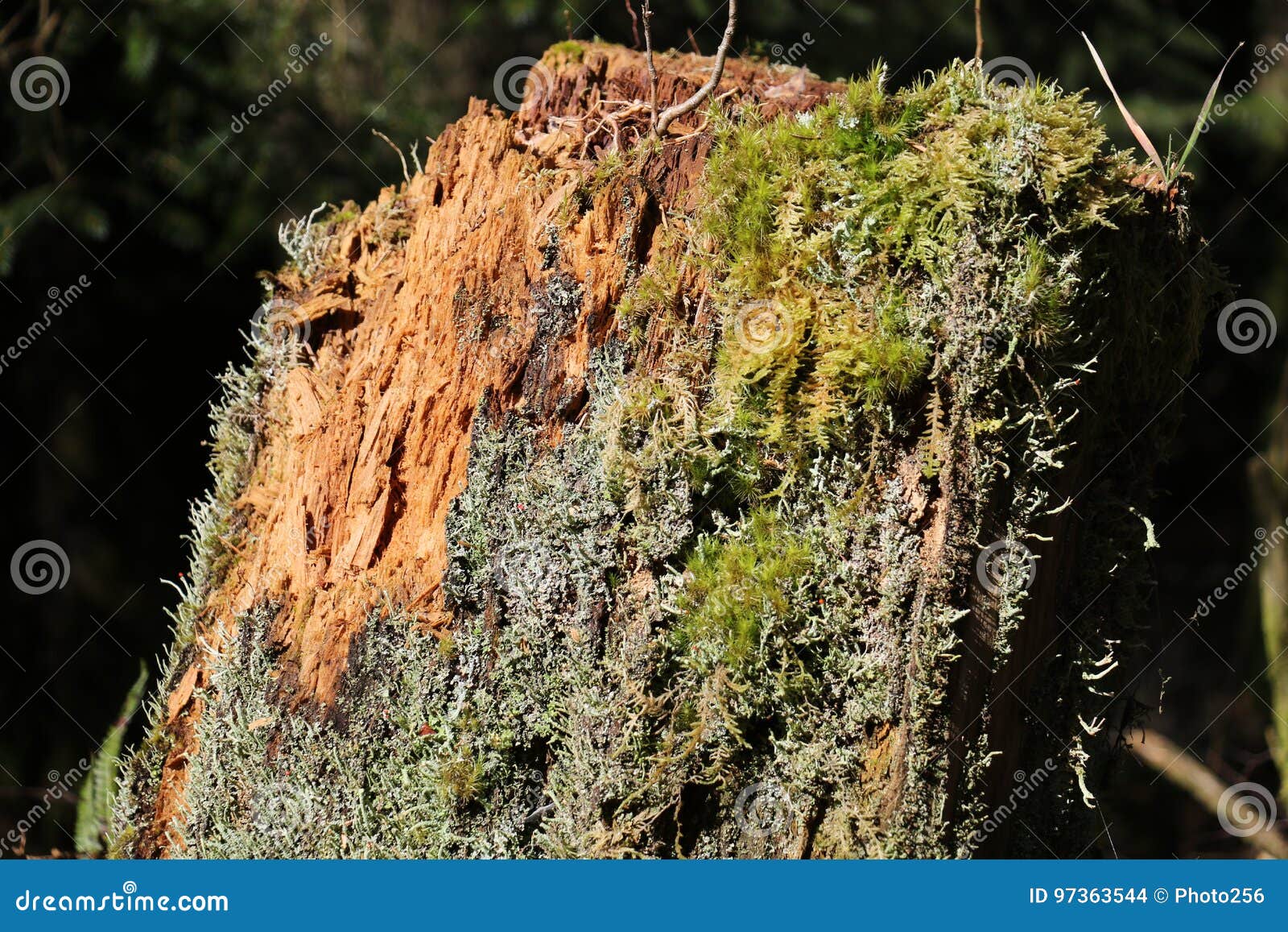 Rotten tree trunk stock photo. Image of rotten, lichen - 97363544