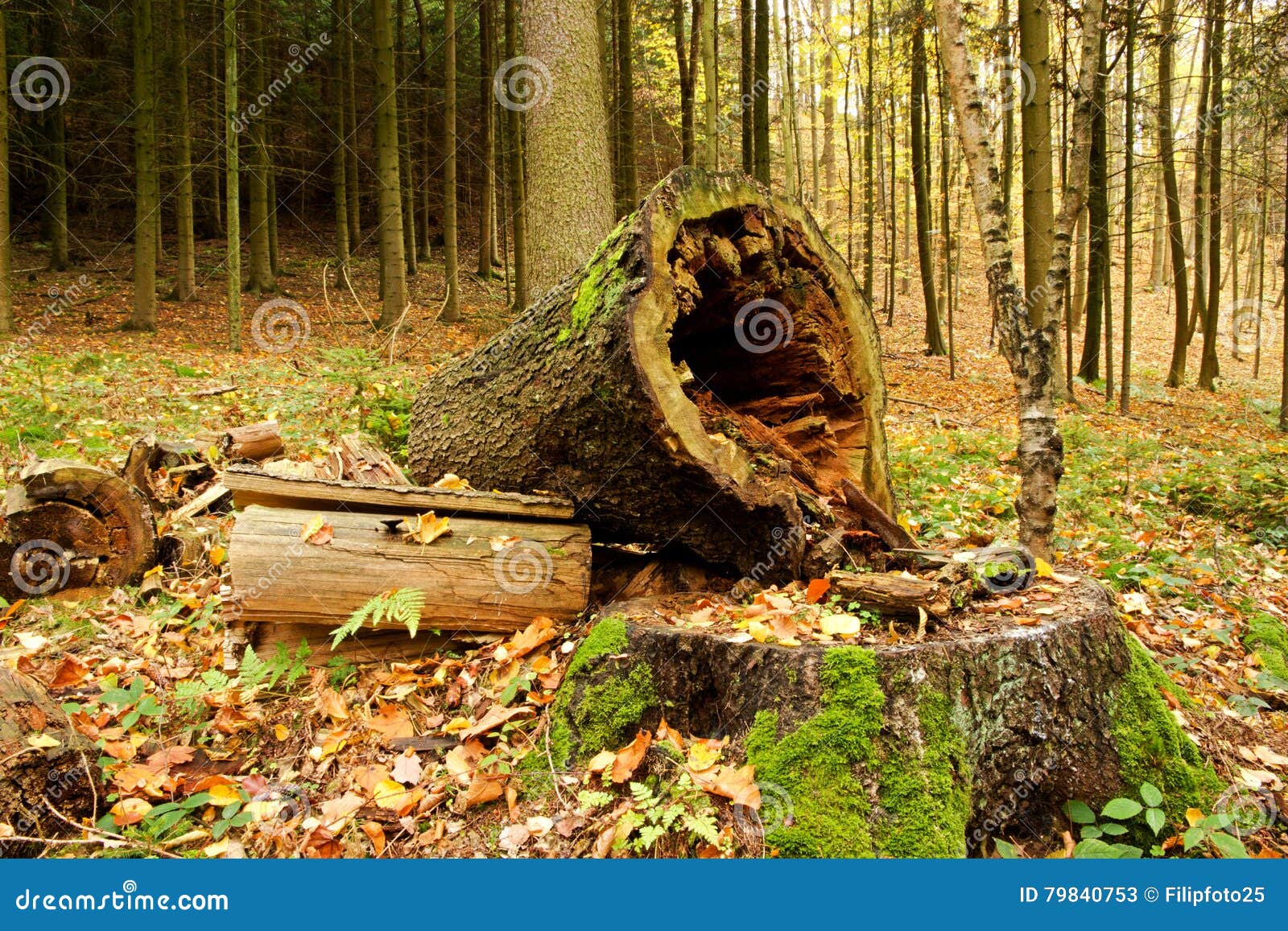 Rotten tree trunk stock image. Image of showing, edge - 79840753