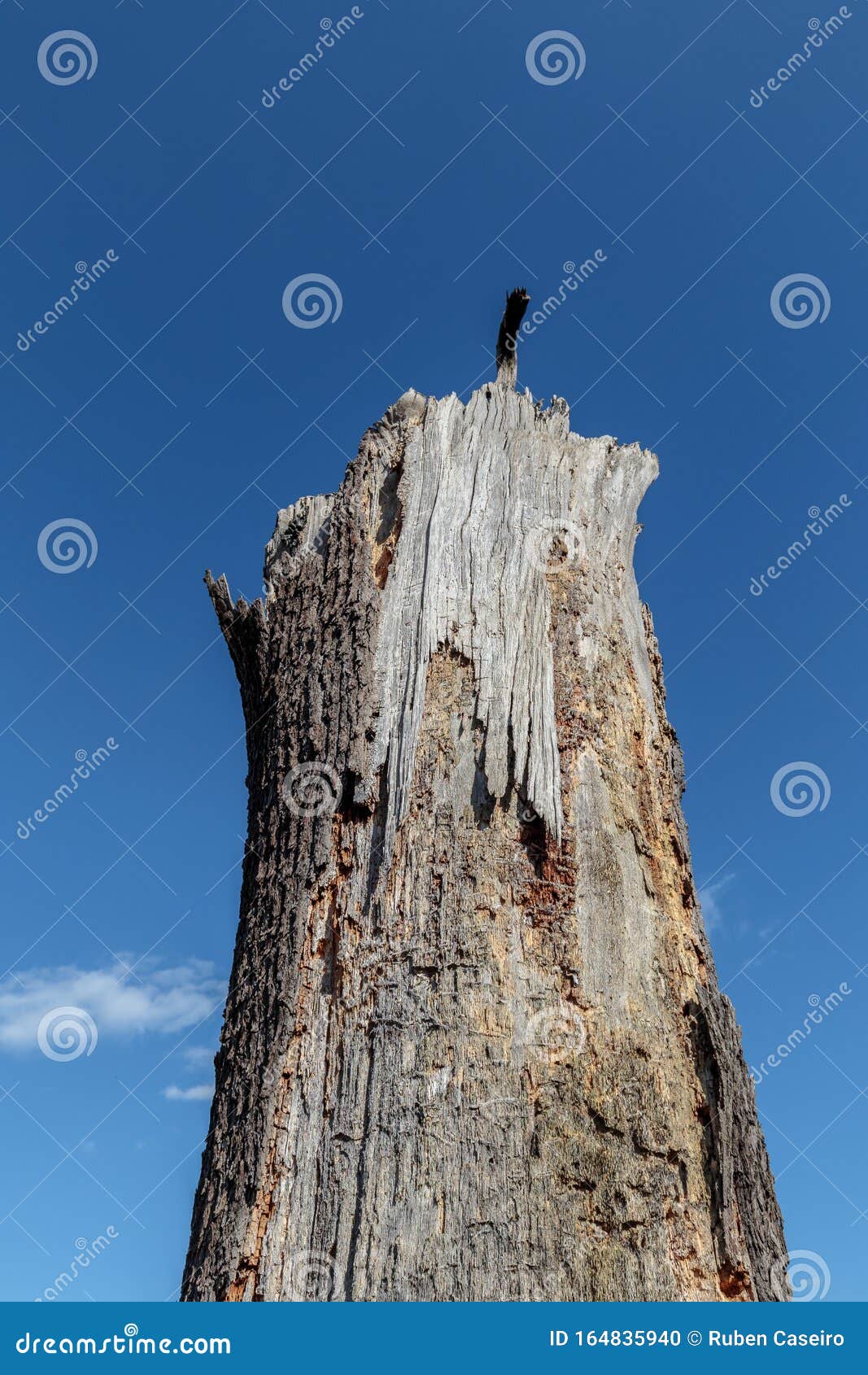 Rotten Tree Trunk Still Standing Stock Photo - Image of brown ...