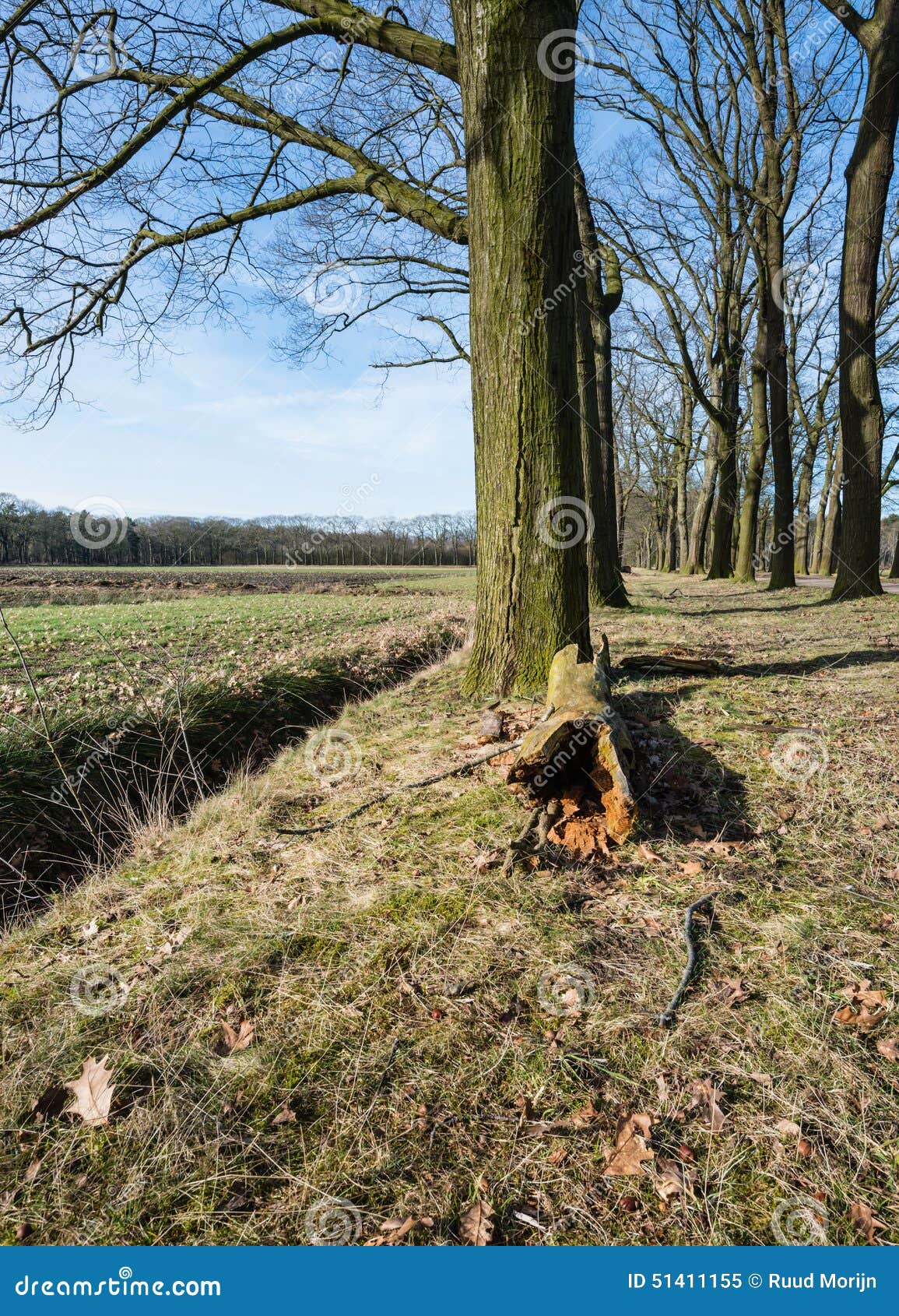 Rotten Tree Trunk Toppled Over Stock Image - Image of europe, landscape ...