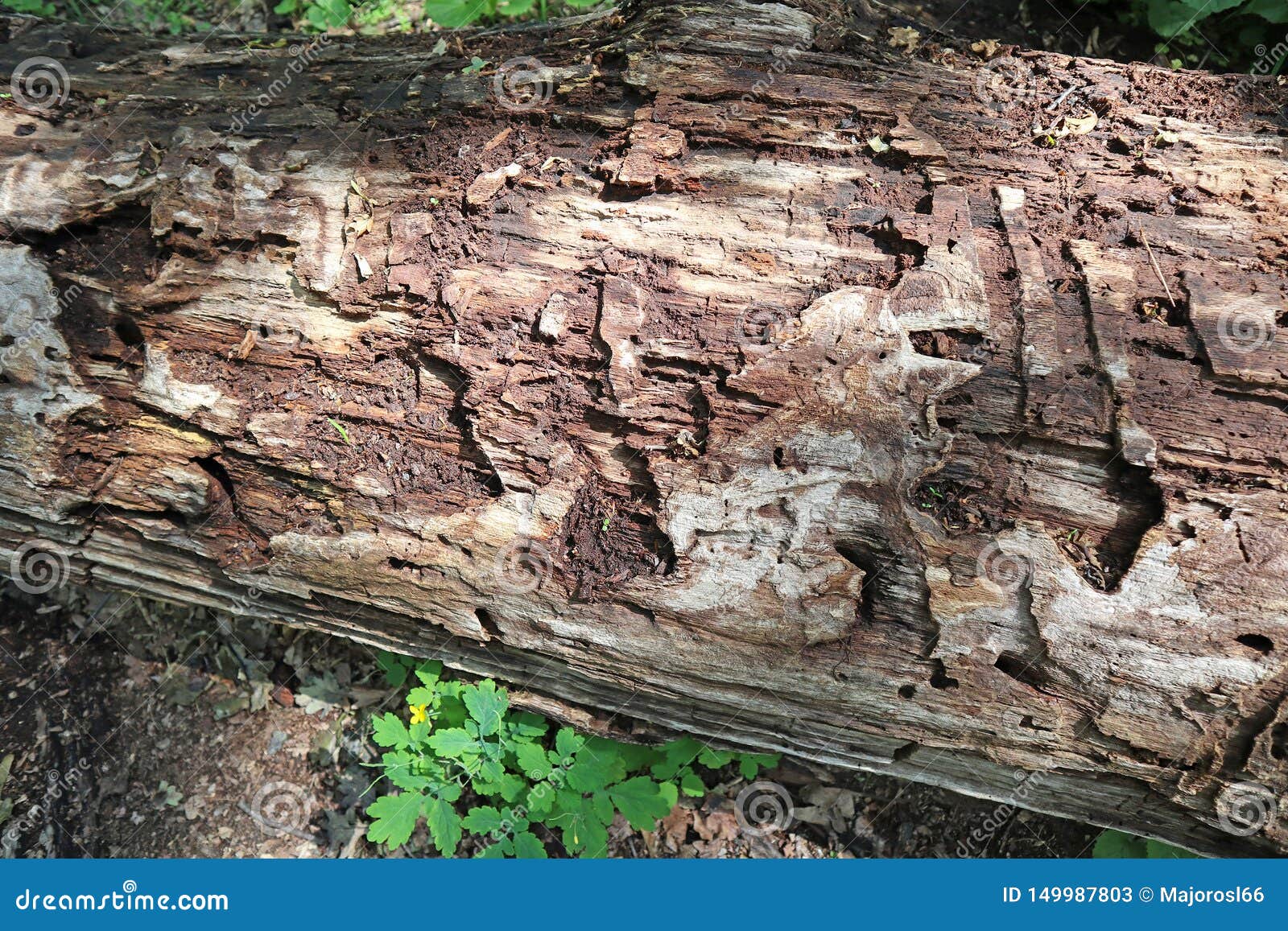Rotten Tree Trunk in the Woods Stock Image - Image of deciduous, nature ...