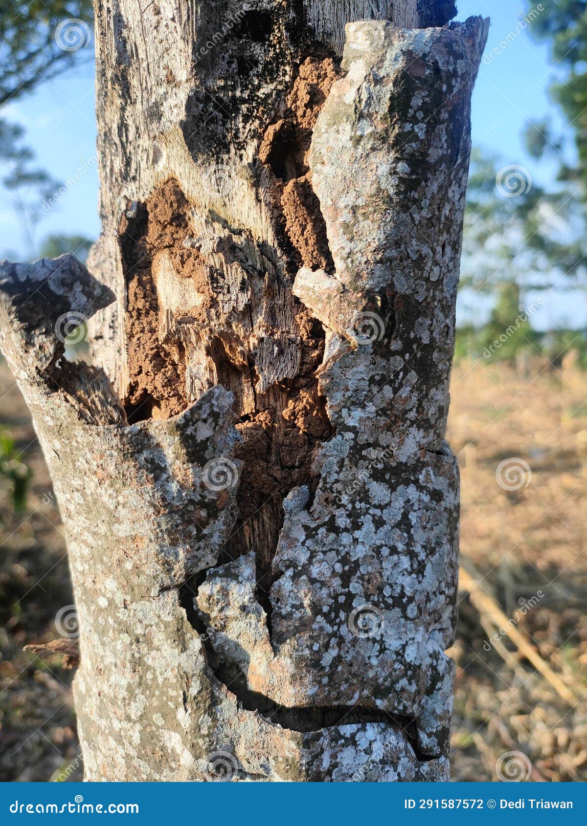 Rotten Tree Trunks Eaten by Termites Stock Photo - Image of eaten ...
