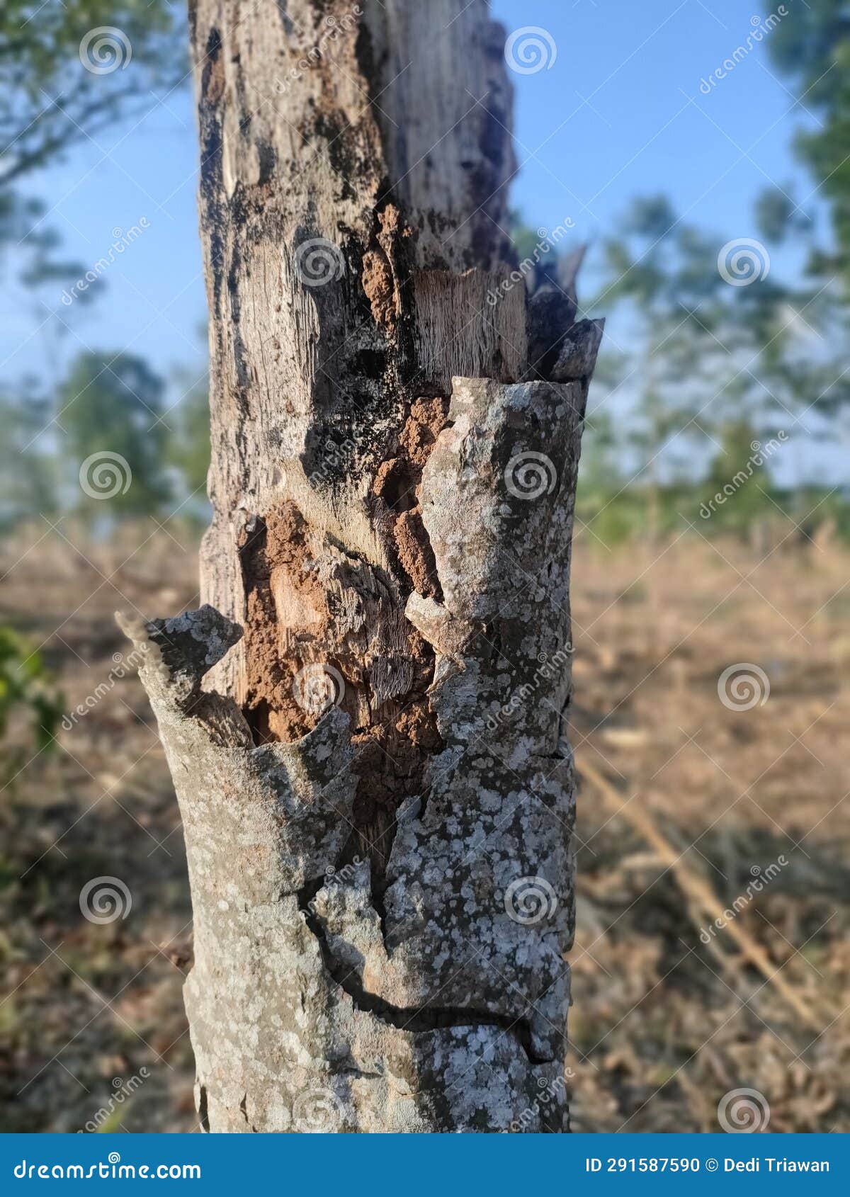 Rotten Tree Trunks Eaten by Termites Stock Photo - Image of twig, eaten ...