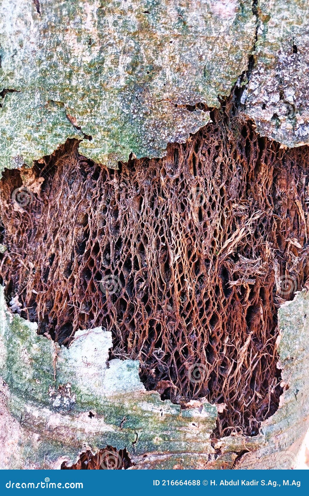 Rotten Tree Trunks and Peeled Bark Stock Photo - Image of winter ...