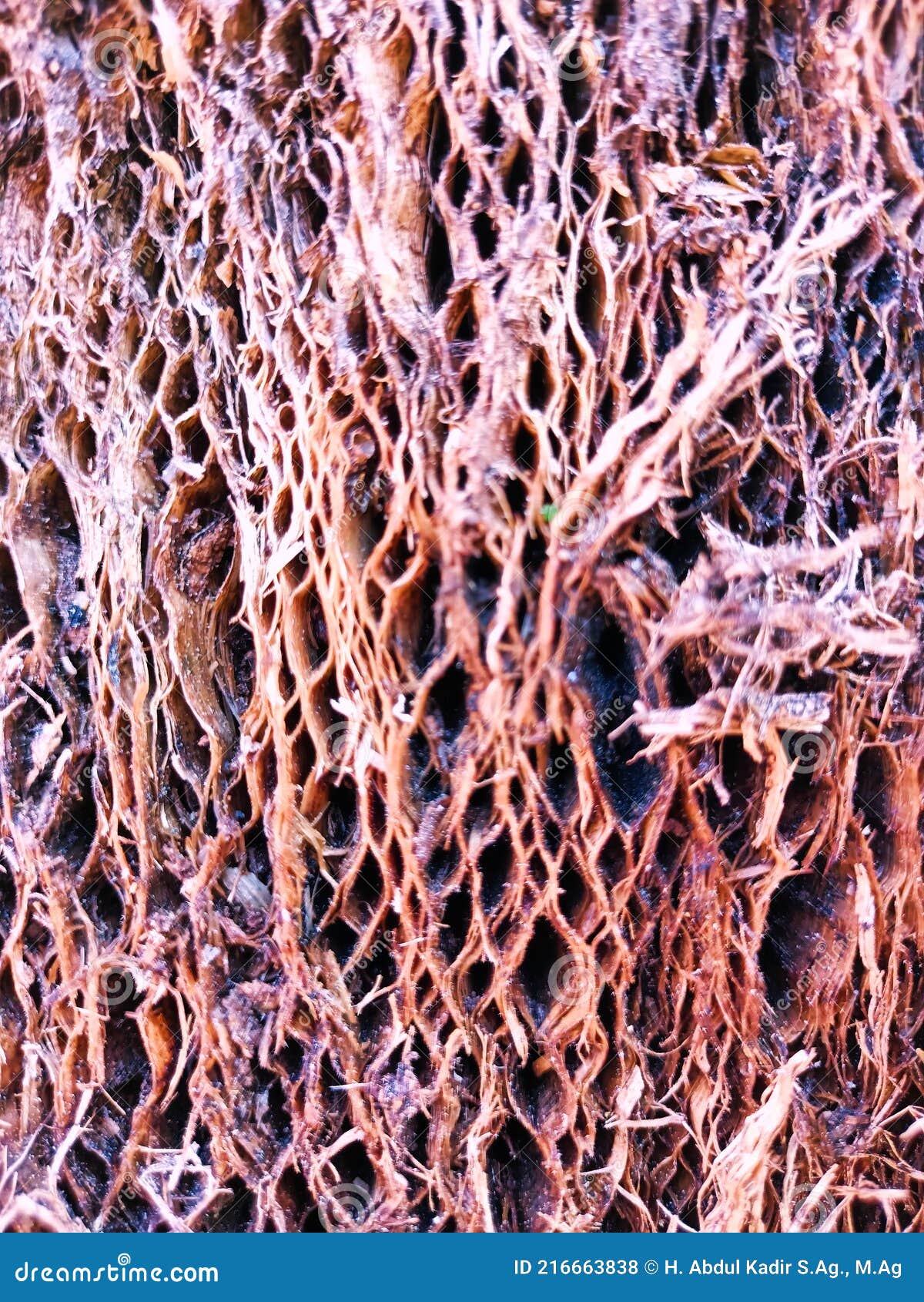 Rotten Tree Trunks and Peeled Bark Stock Photo - Image of animal ...