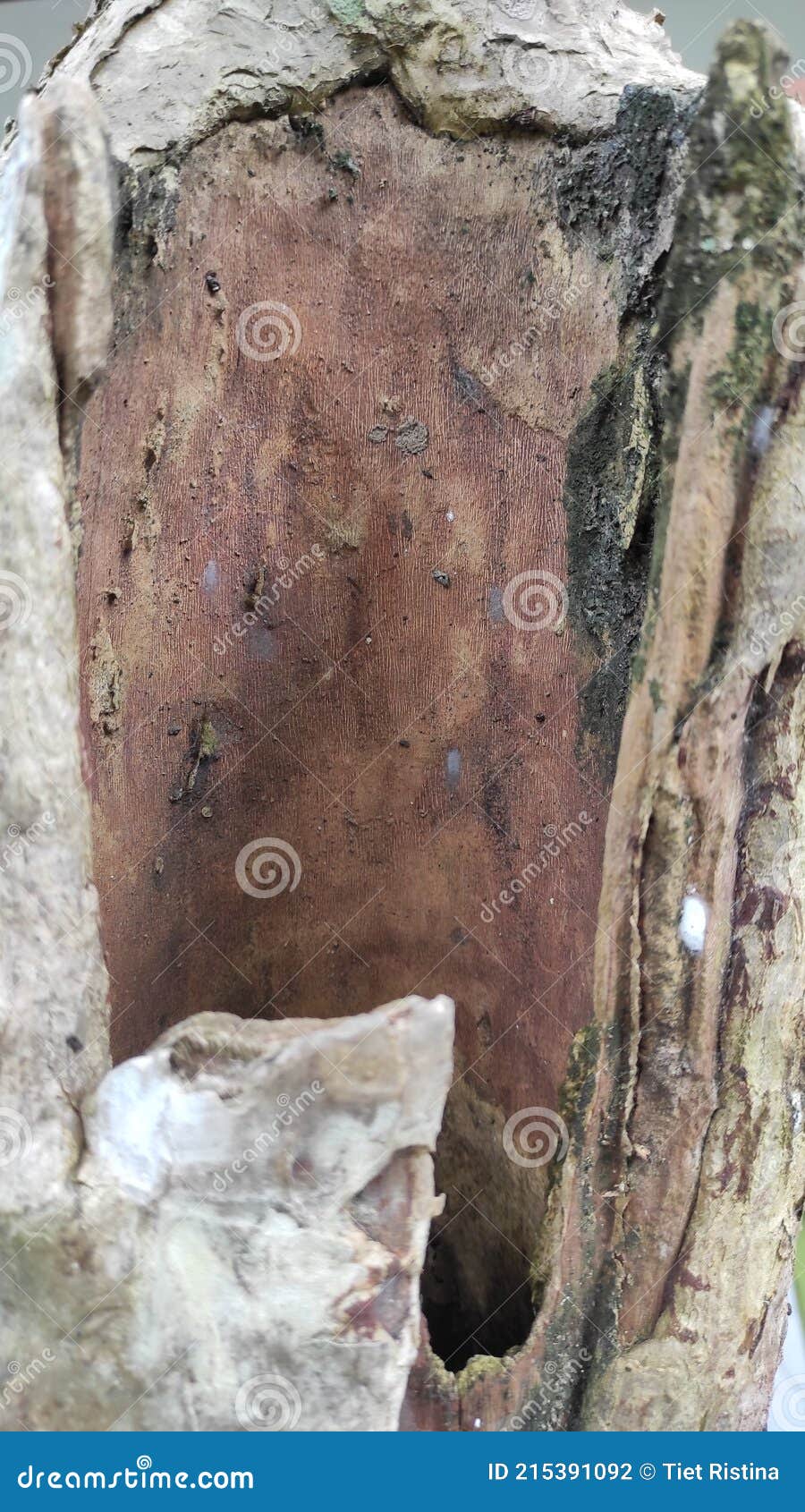 Rotten tree trunks stock photo. Image of tree, soil - 215391092