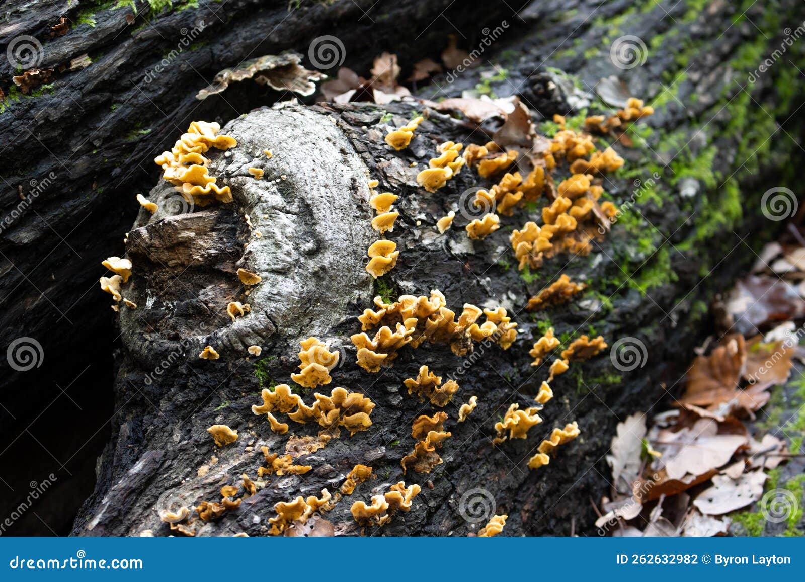 A Rotten Tree with Yellow Fungus Growing from it Stock Photo - Image of ...