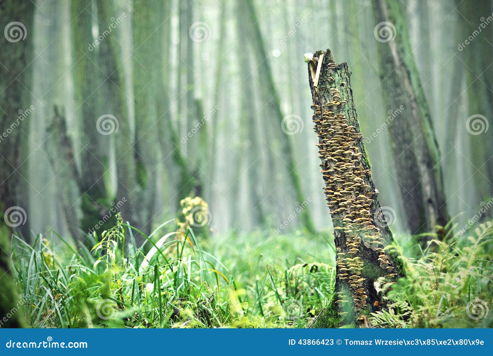 Rotten trunk stock image. Image of grow, death, fungus - 43866423