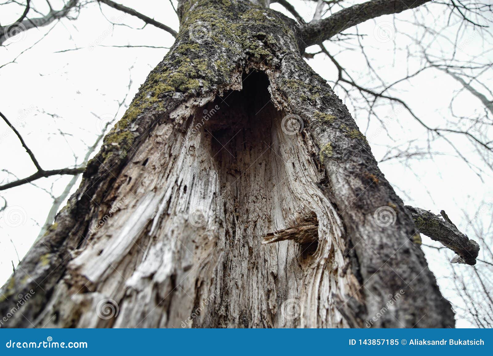 Rotten Trunk of a Dried Tree Stock Image - Image of vertical, plant ...