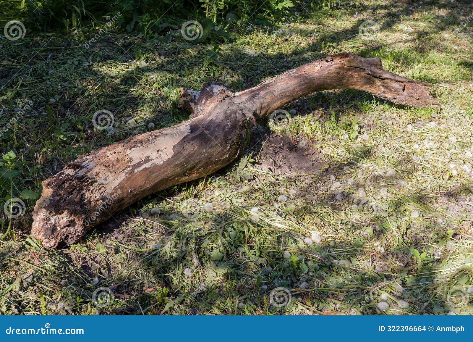 Rotten Trunk of Fallen Old Tree Lying on the Ground Stock Photo - Image ...