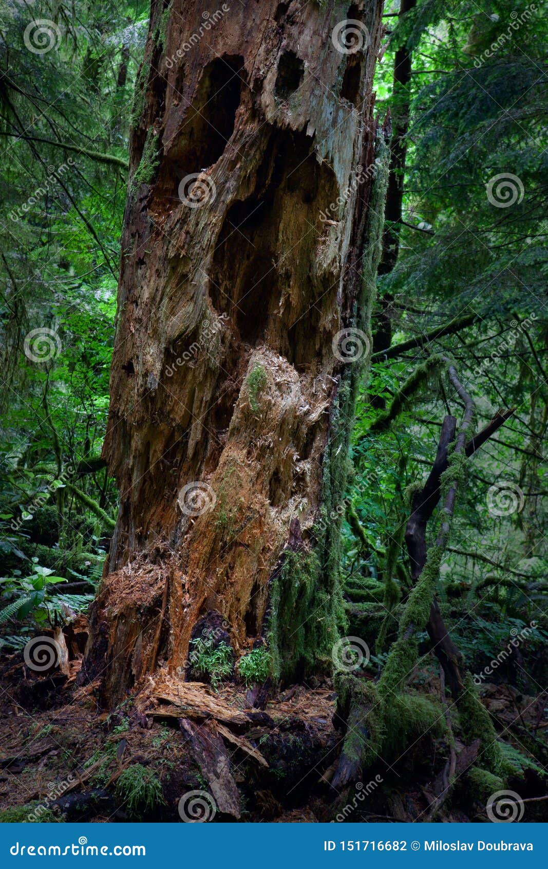 Rotten trunk, Lynn Valley stock photo. Image of forest - 151716682
