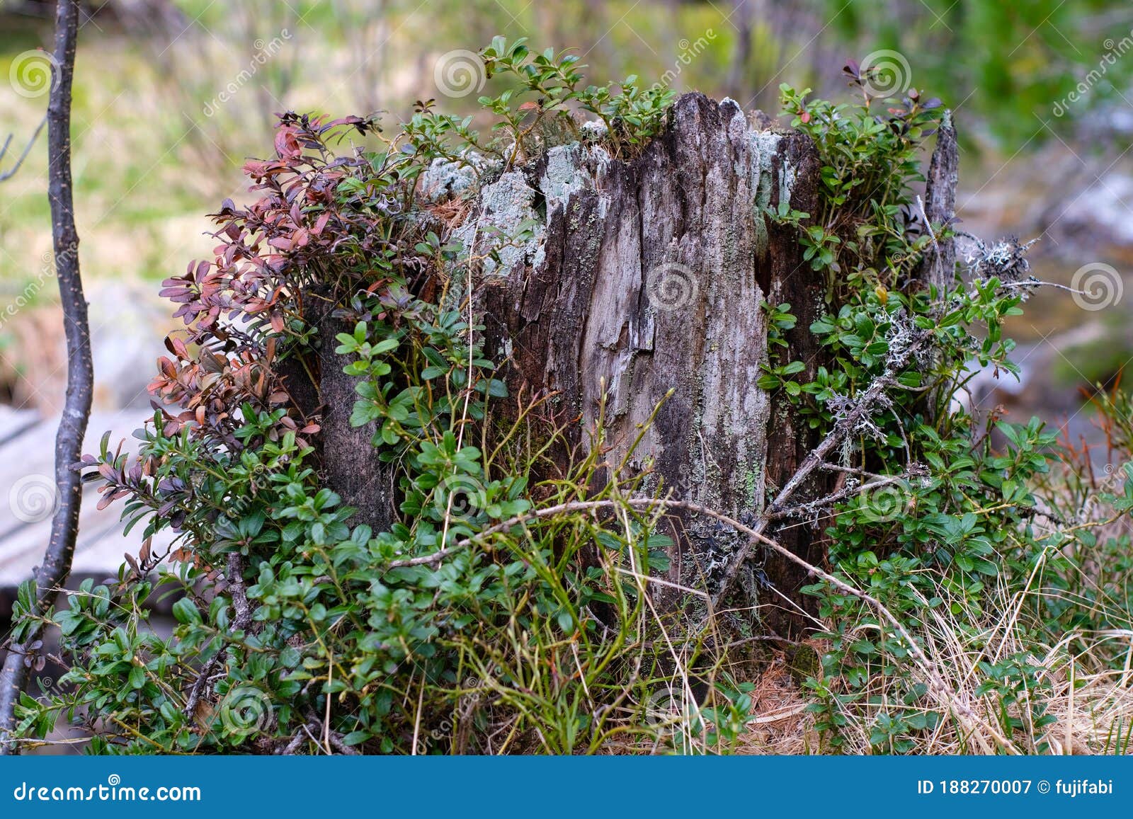 Rotten trunk stock image. Image of natural, rind, environment - 188270007