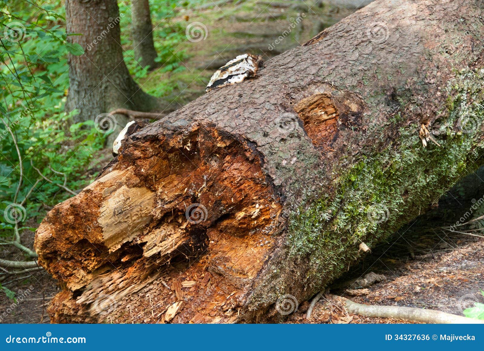 Rotten trunk stock photo. Image of decay, abstract, travel - 34327636