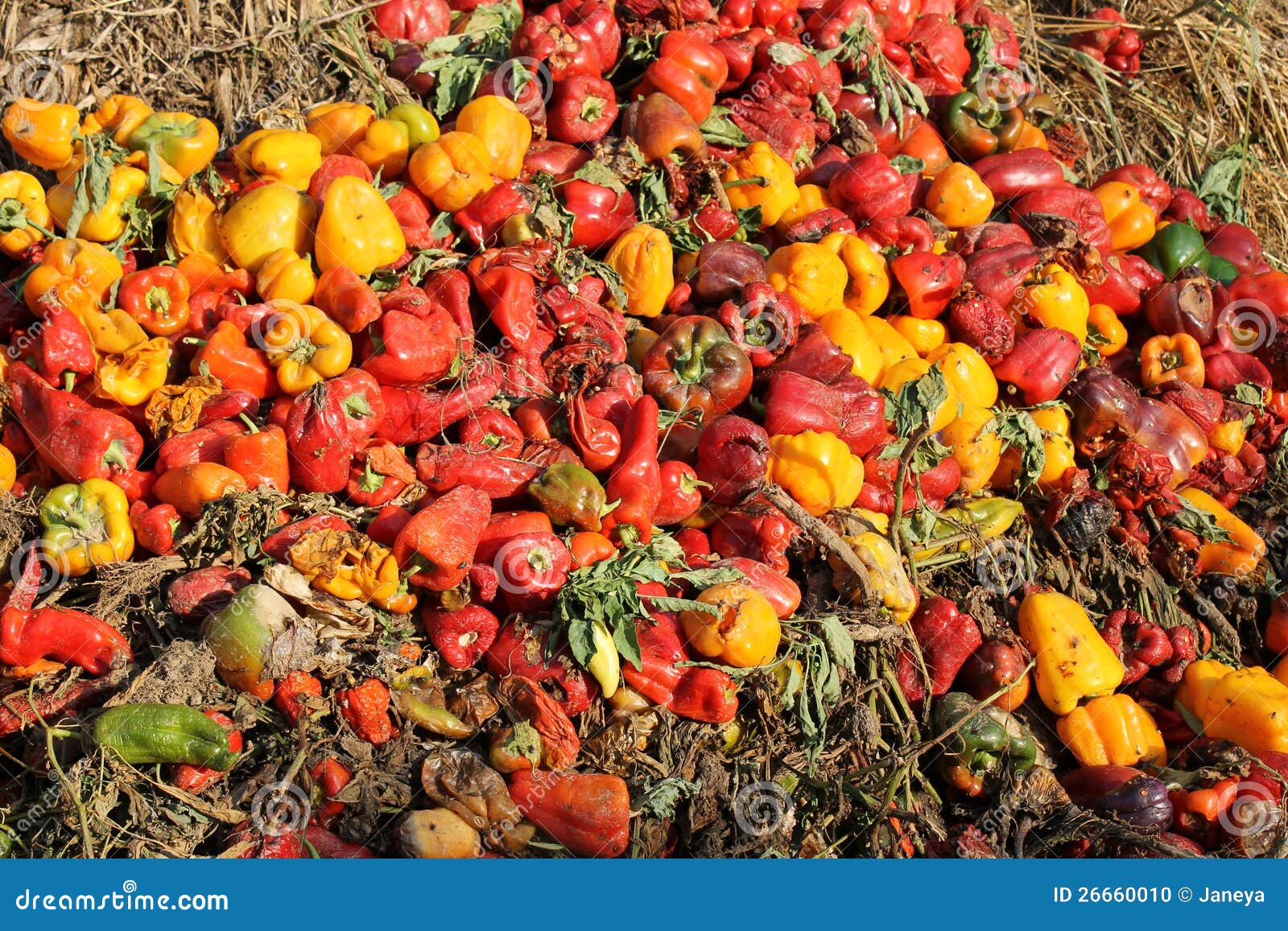 Rotten Vegetables stock photo. Image of straw, peppers - 26660010