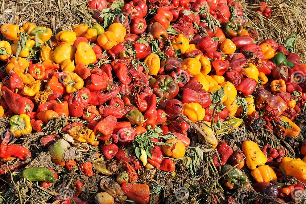 Rotten Vegetables stock photo. Image of straw, peppers - 26660010