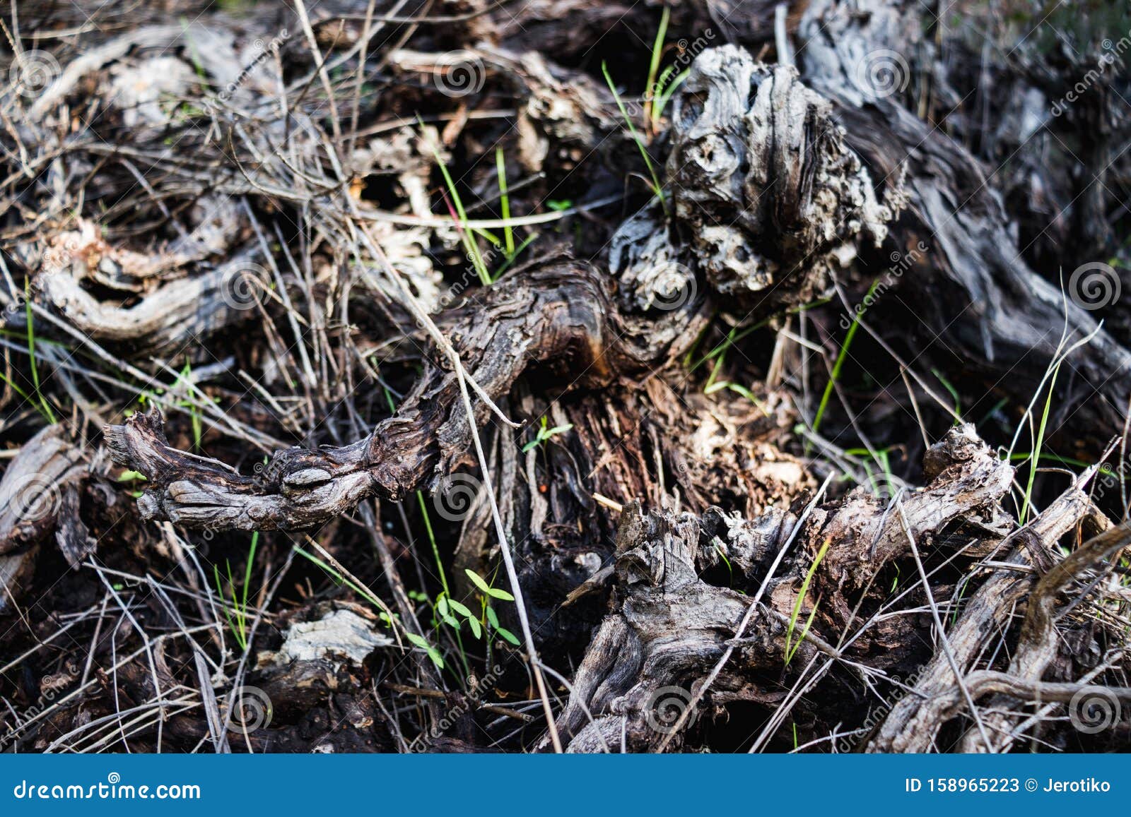 Vine Dryad Photos - Free & Royalty-Free Stock Photos from Dreamstime