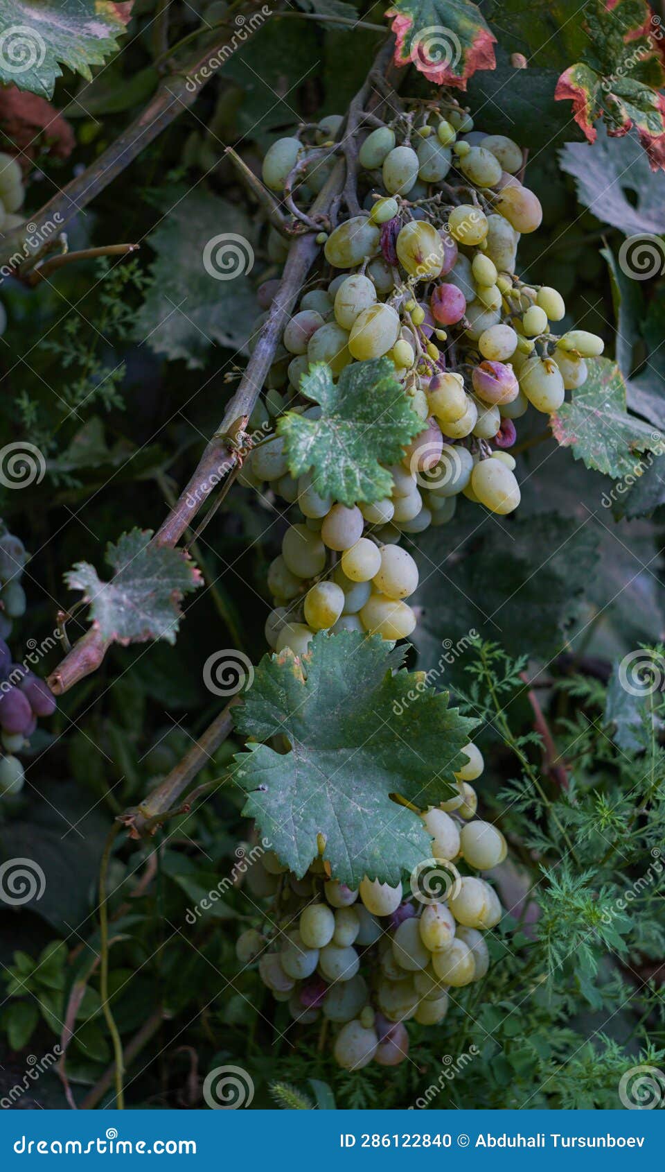 Rotten on the vine stock photo. Image of fresh, mildew - 286122840