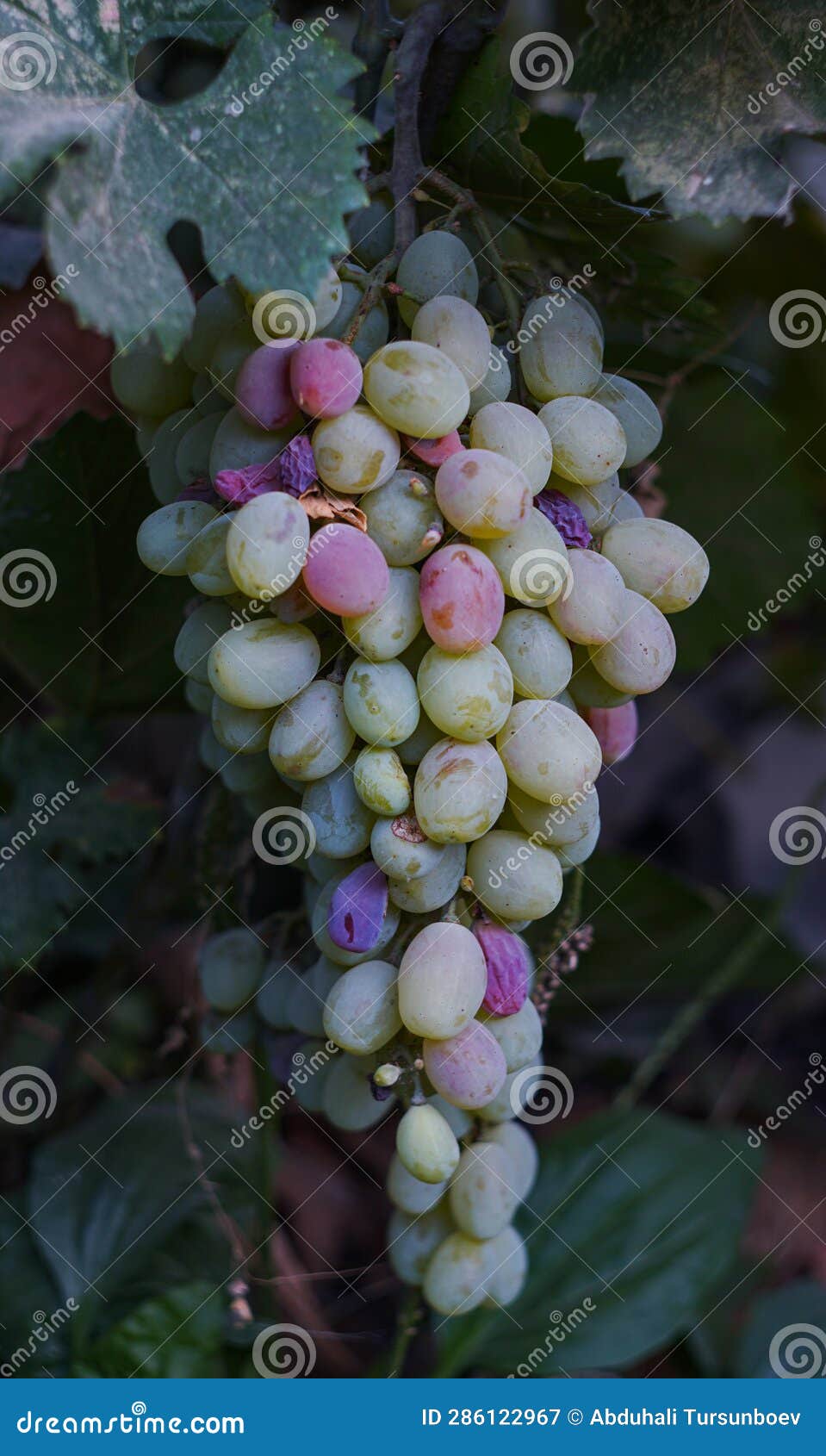 Rotten on the vine stock image. Image of closeup, grape - 286122967