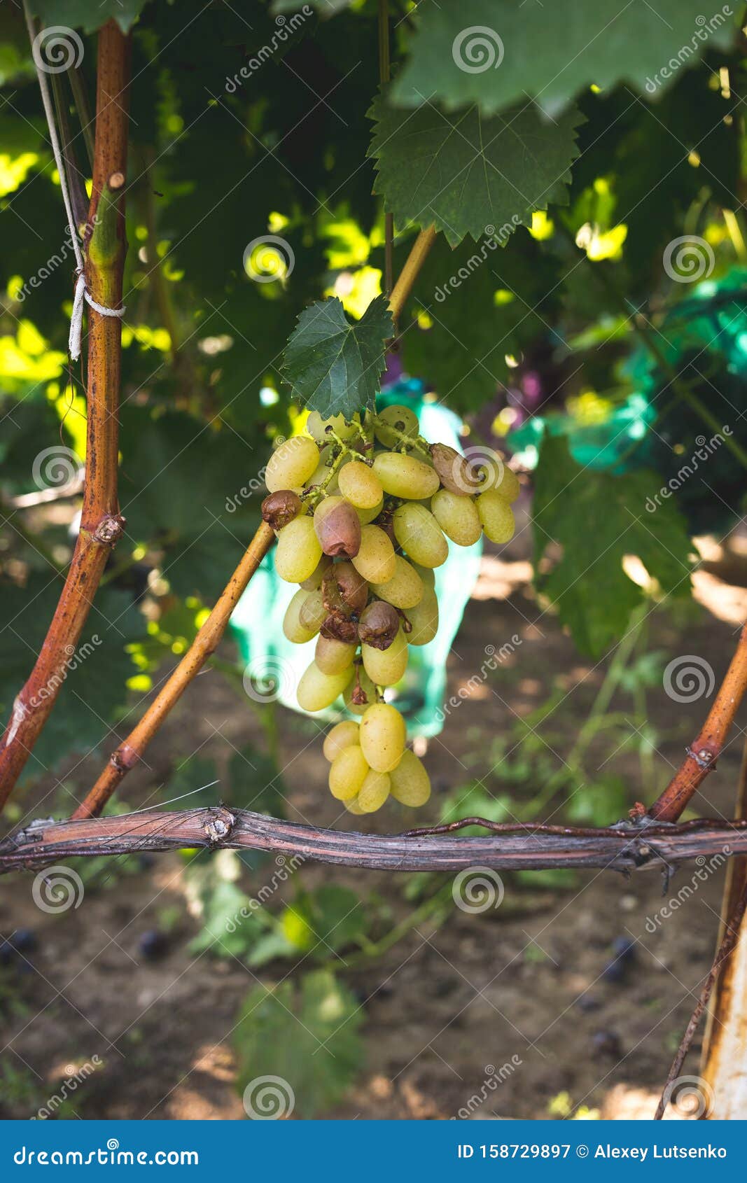 Rotten vine in the garden stock image. Image of dead - 158729897