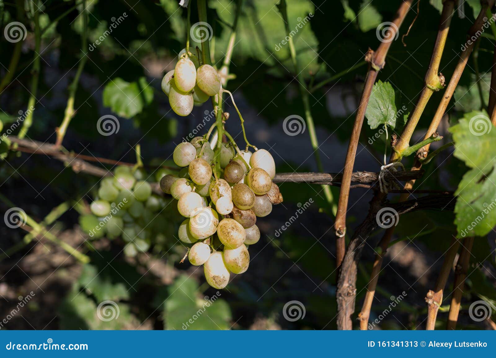 Rotten vine in the garden stock image. Image of ripe - 161341313