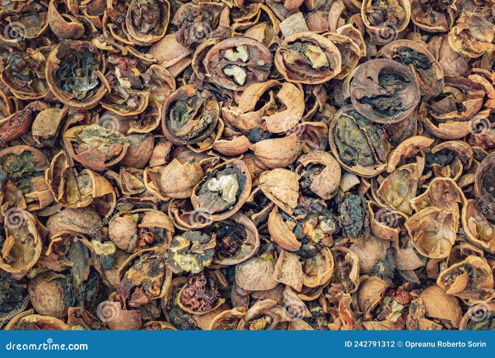 Rotten Walnuts Infected with Mold Stock Photo - Image of background ...