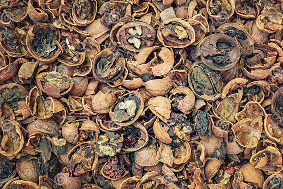 Rotten Walnuts Infected with Mold Stock Photo - Image of background ...