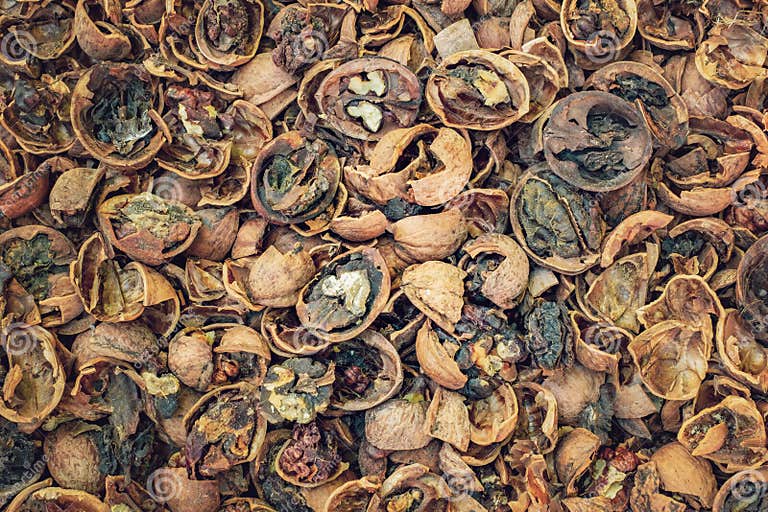 Rotten Walnuts Infected with Mold Stock Photo - Image of background ...