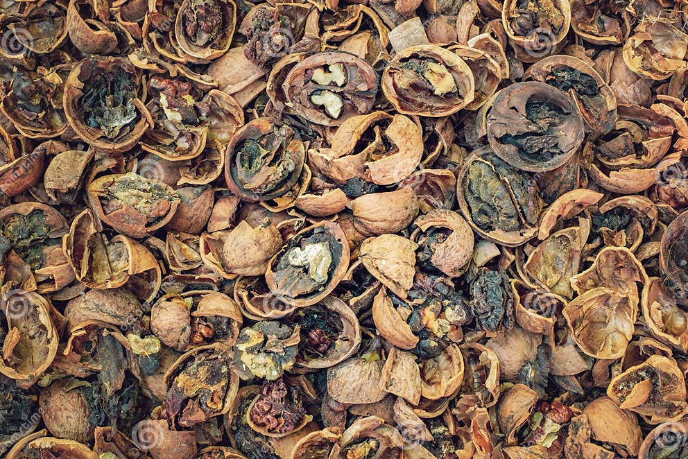 Rotten Walnuts Infected with Mold Stock Photo - Image of background ...