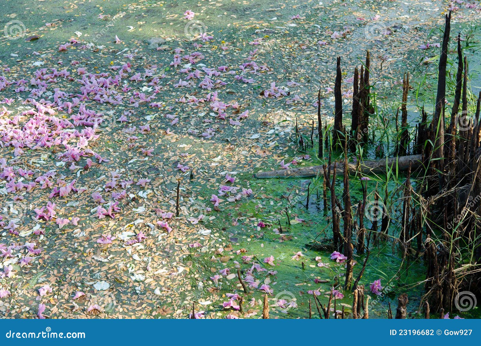 Rotten water in the swamp stock photo. Image of decompose - 23196682