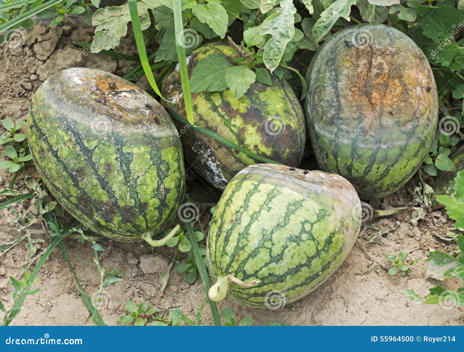 Rotten Watermelons stock photo. Image of dried, food - 55964500
