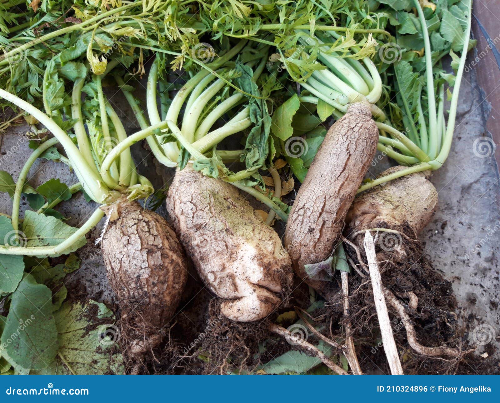 Rotten White Radish Vegetable from Garden Stock Photo - Image of white ...