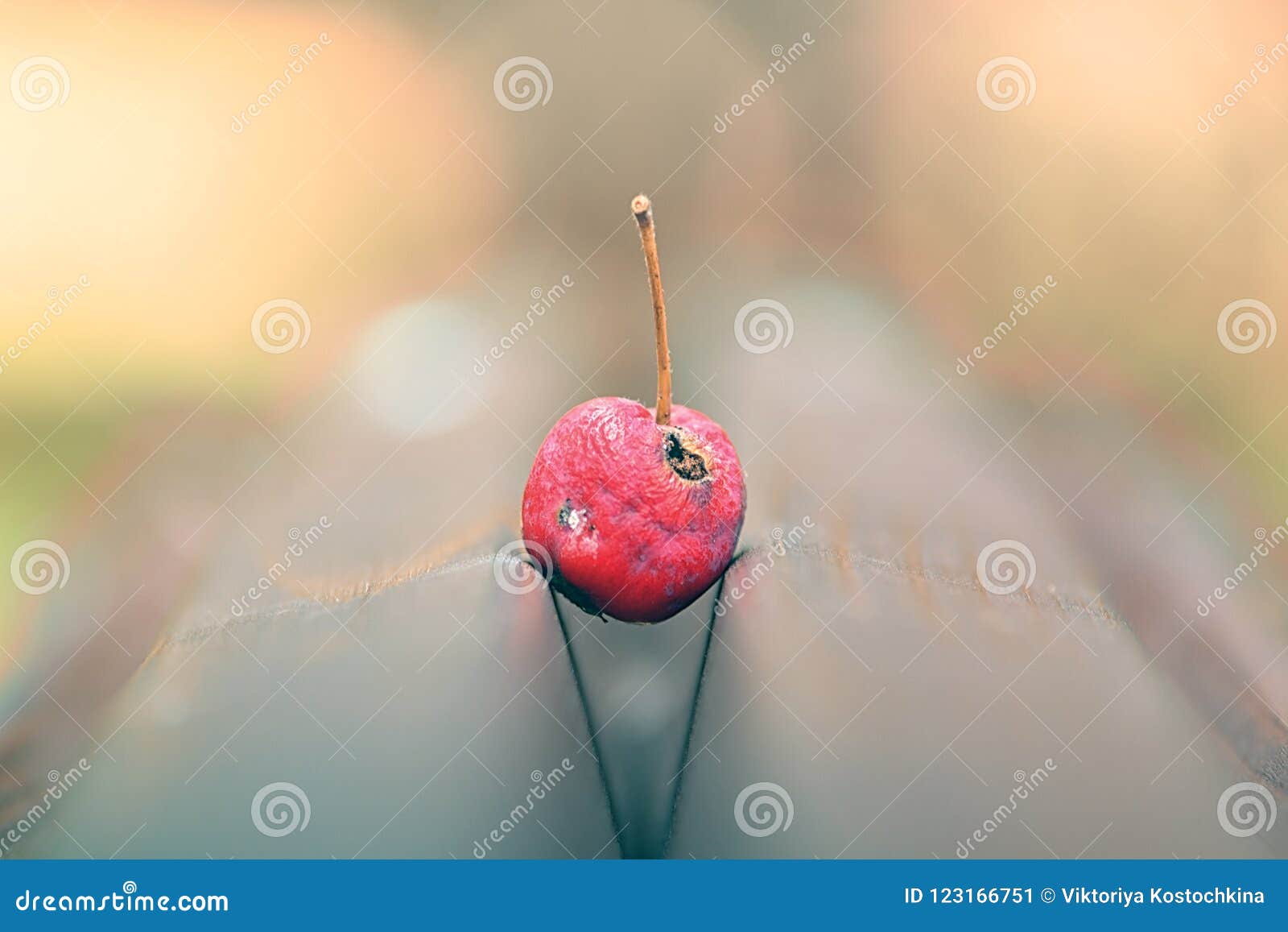 Rotten wild apple stock image. Image of macro, decay - 123166751