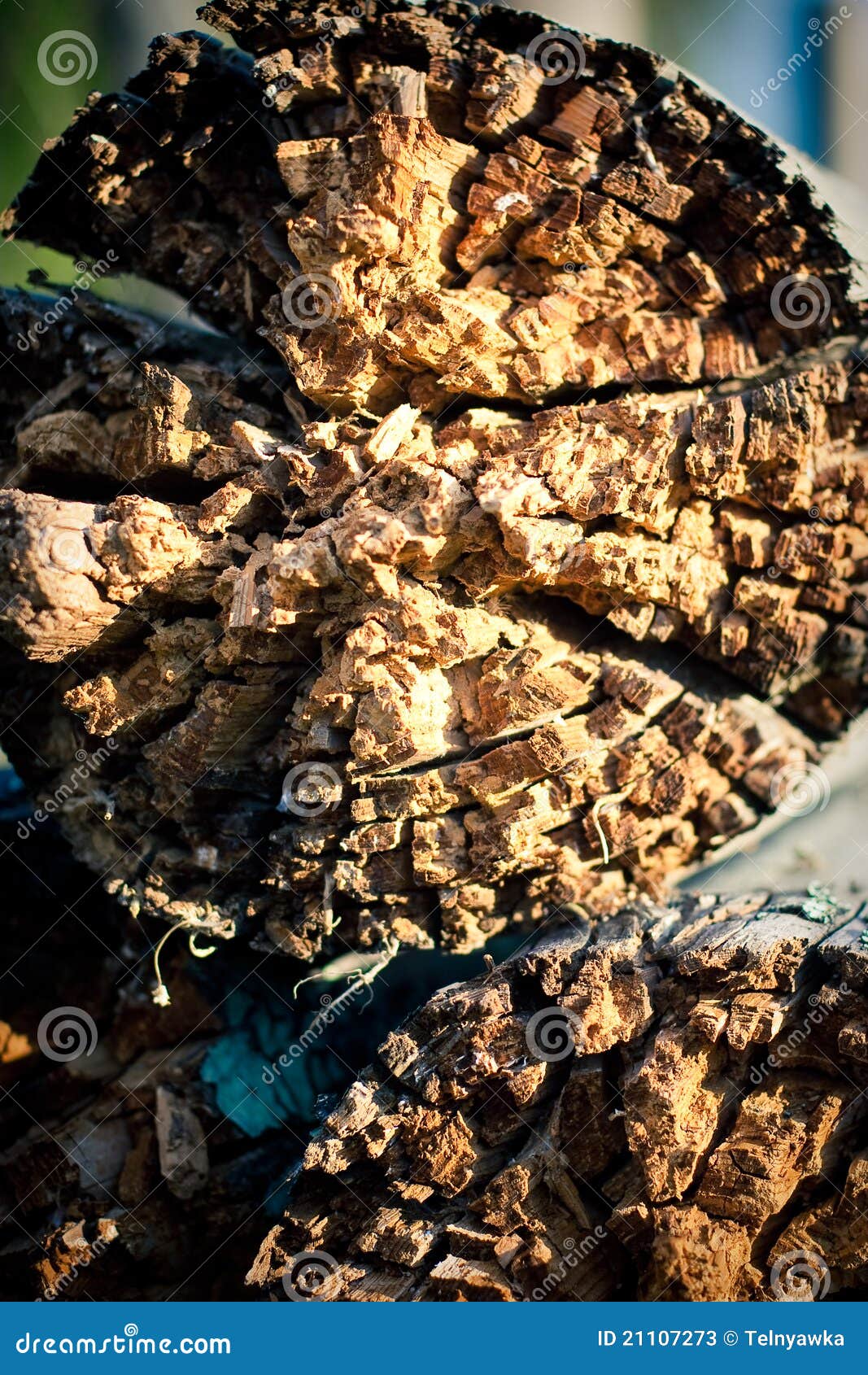 Rotten wood stock image. Image of nature, environment - 21107273