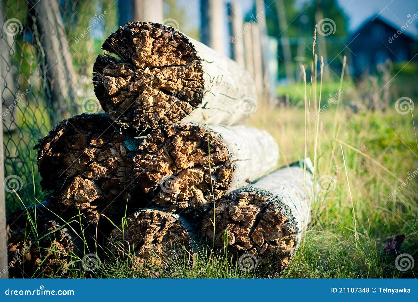 Rotten wood stock photo. Image of burrow, dirty, damage - 21107348