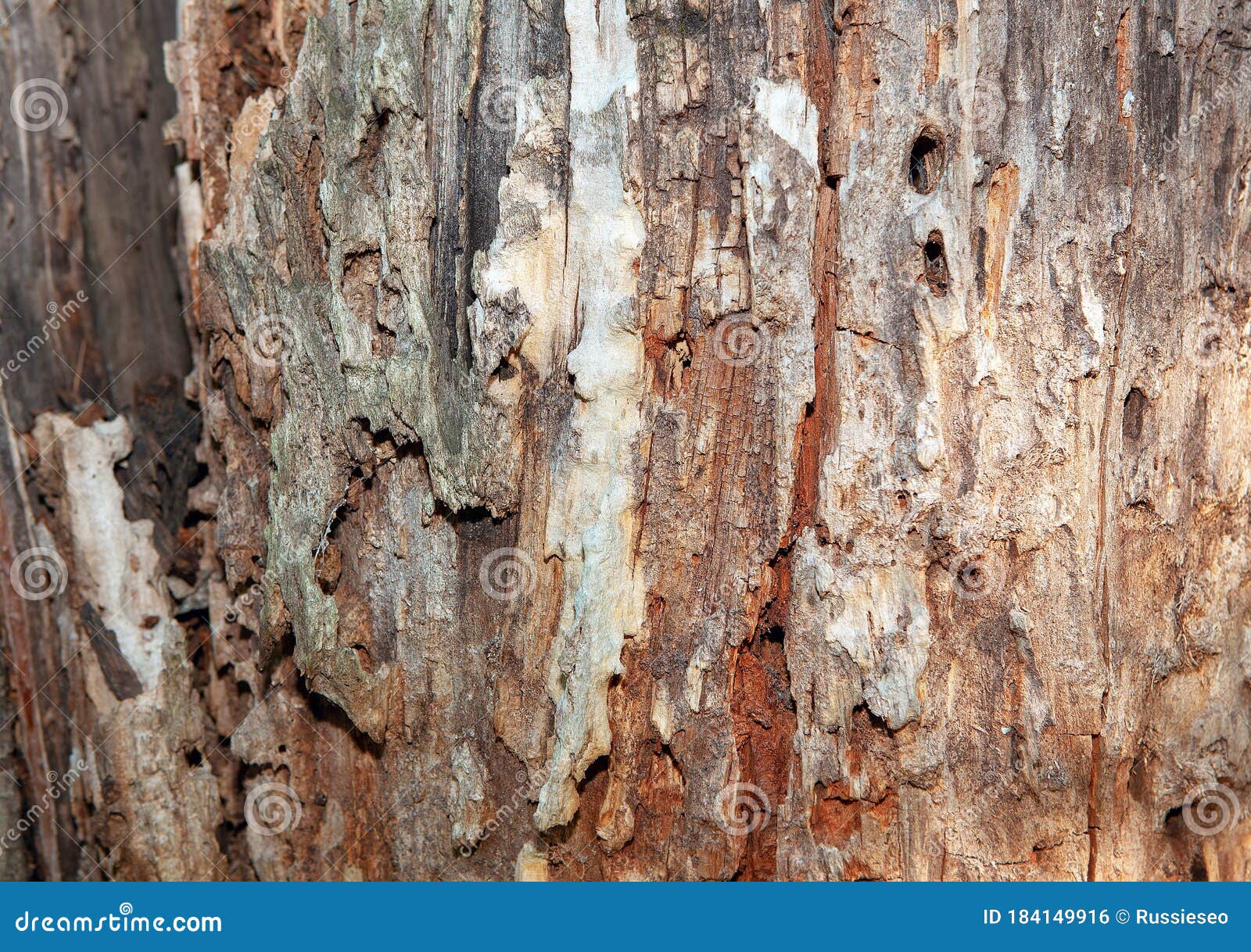 Rotten wood background stock photo. Image of corroded - 184149916