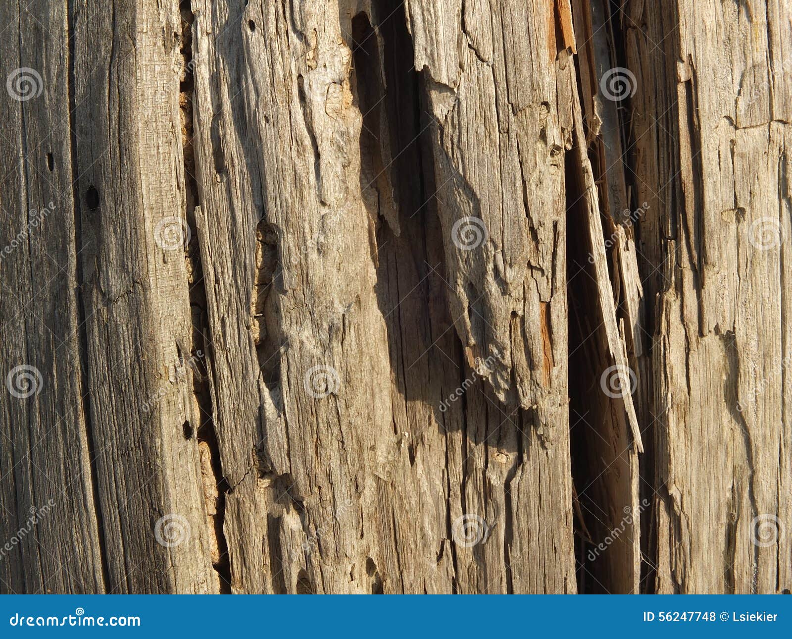 Rotten wood stock photo. Image of ground, nature, brown - 56247748