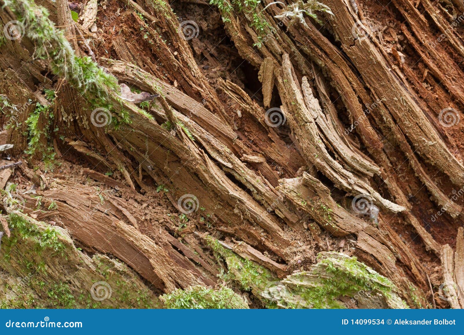 Rotten wood closeup stock photo. Image of rotten, background - 14099534