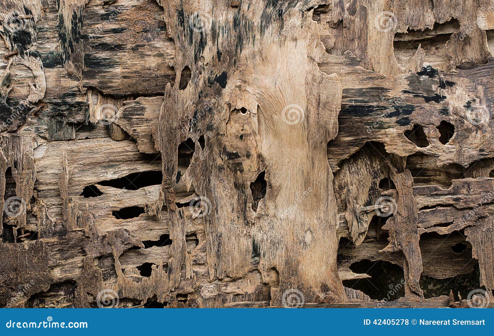 Rotten Wood stock photo. Image of texture, evil, crack - 42405278