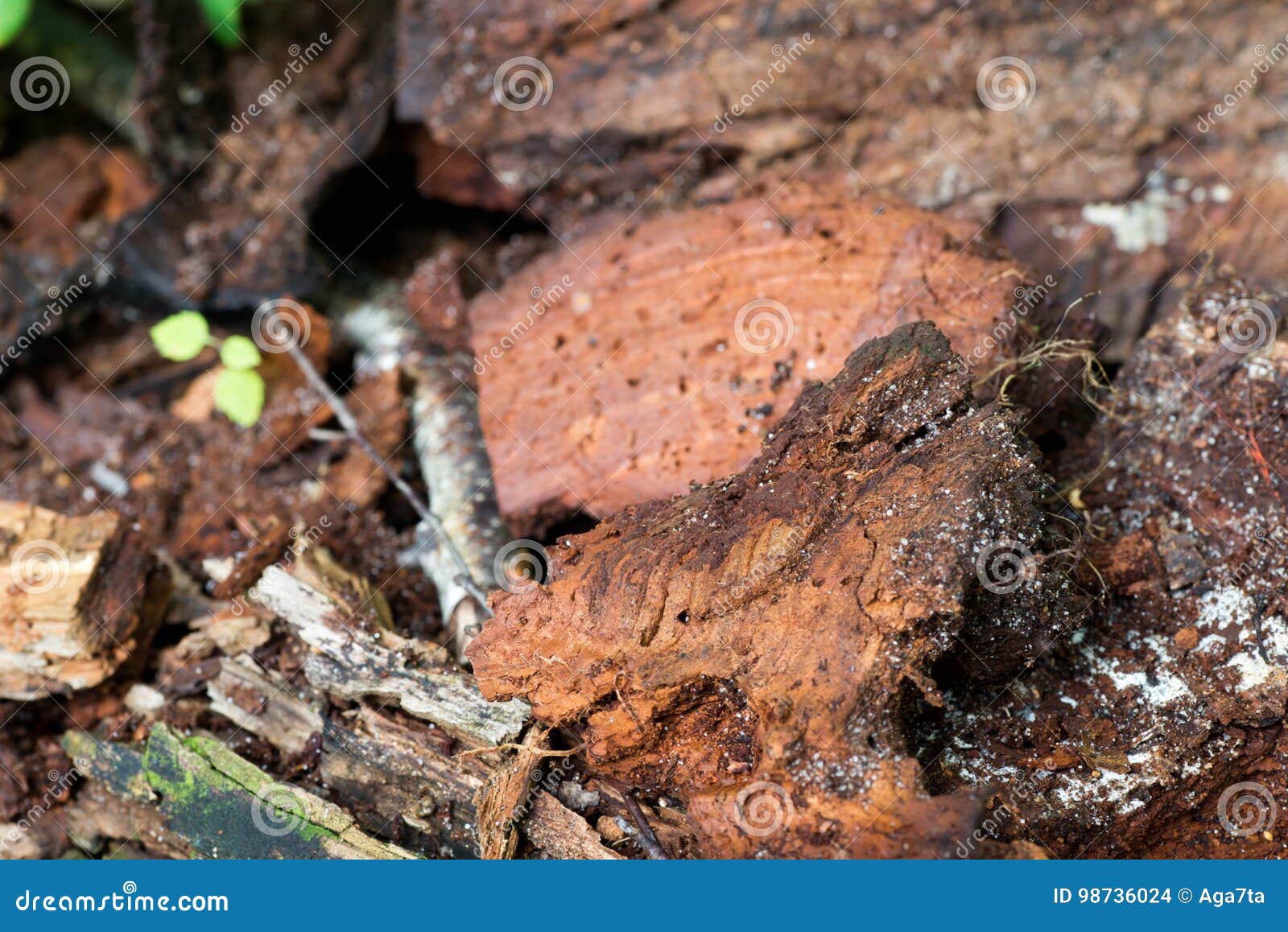Rotten Wood in Forest Closeup Stock Photo - Image of mouldy, humus ...
