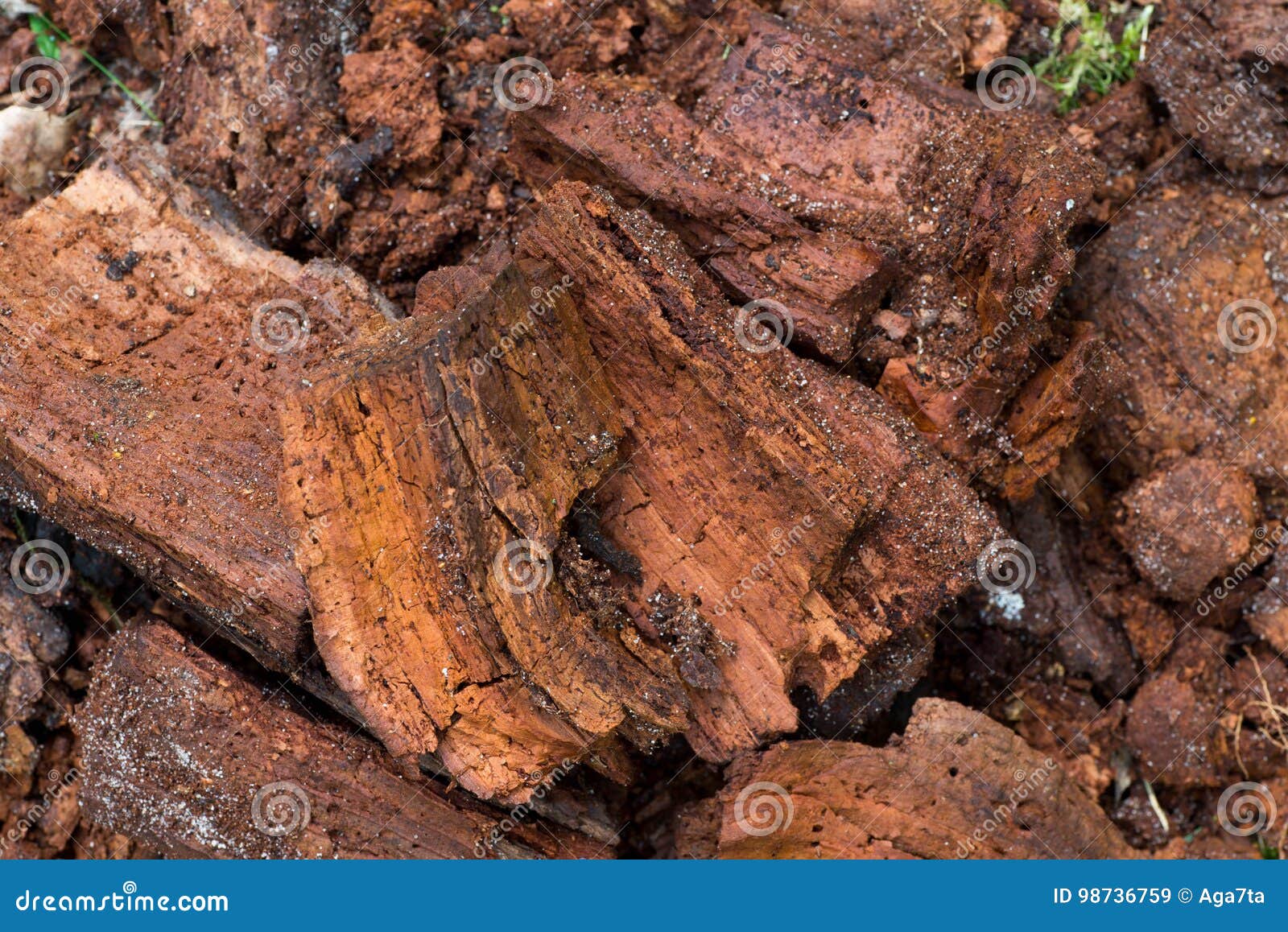 Rotten Wood in Forest Closeup Stock Image - Image of abstract, dirty ...