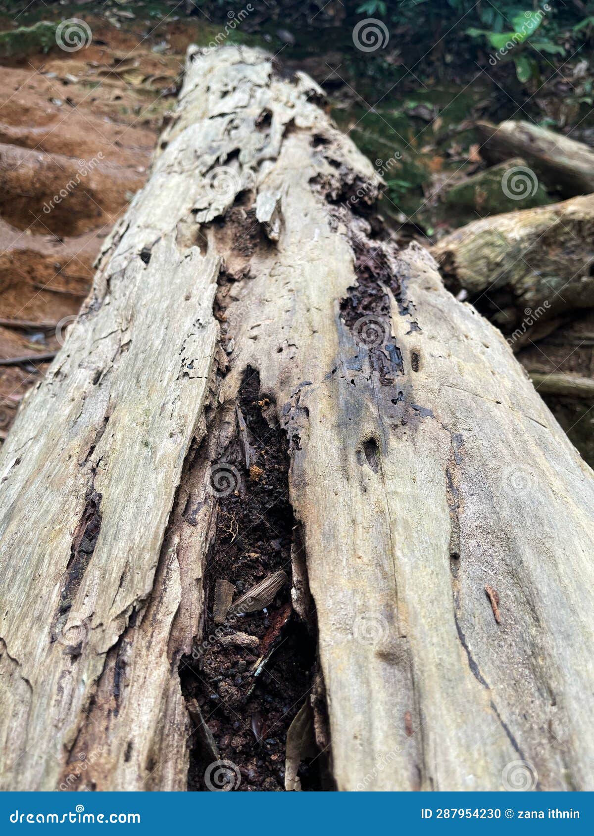 Rotten wood stock photo. Image of grunge, aged, dirty - 287954230