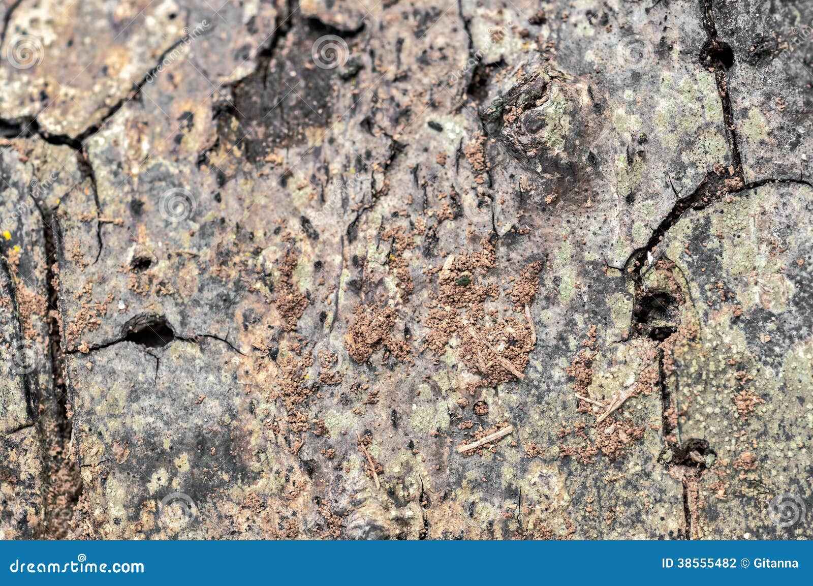 Rotten wood stock photo. Image of nature, bark, rust - 38555482