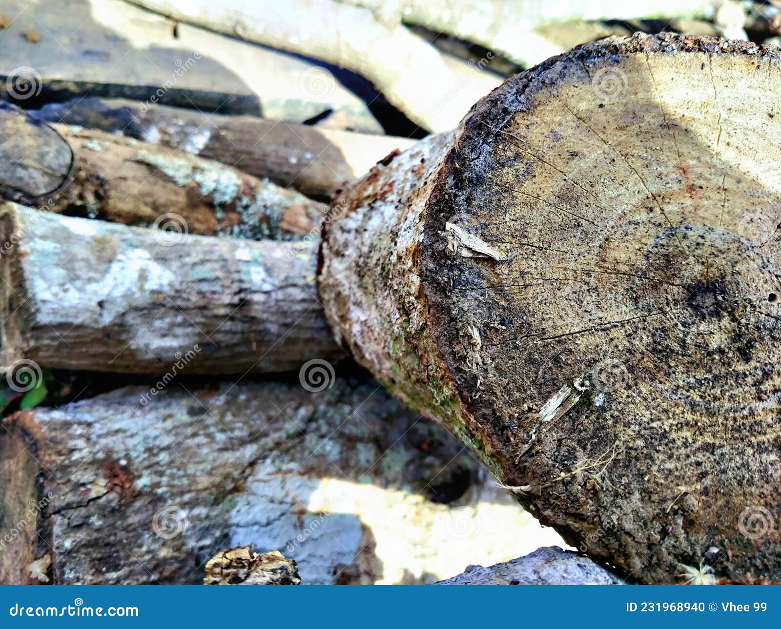 Rotten wood pile stock photo. Image of rock, geology - 231968940