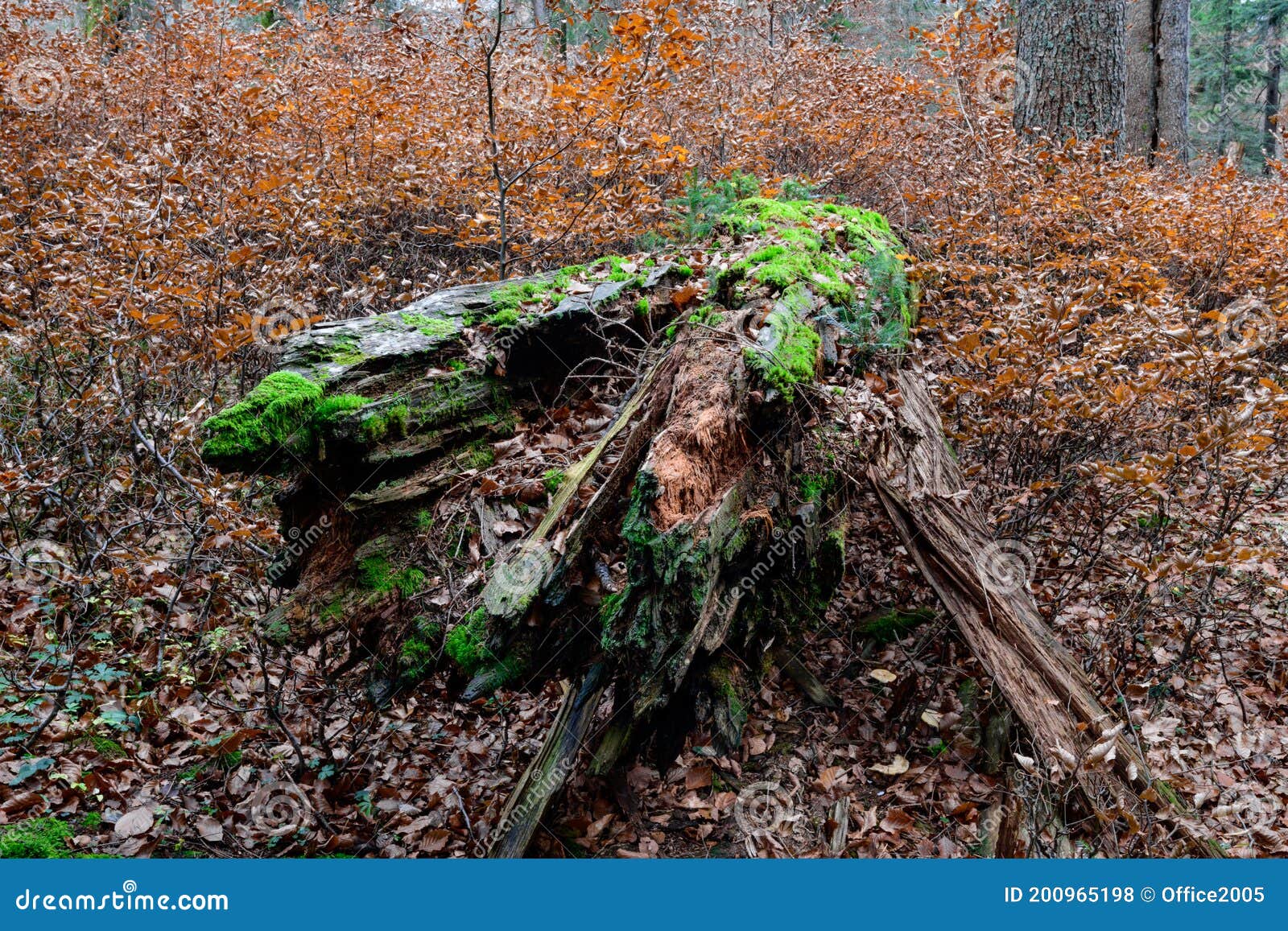Rotten Wood in a Primary Forest Stock Photo - Image of outdoor, road ...