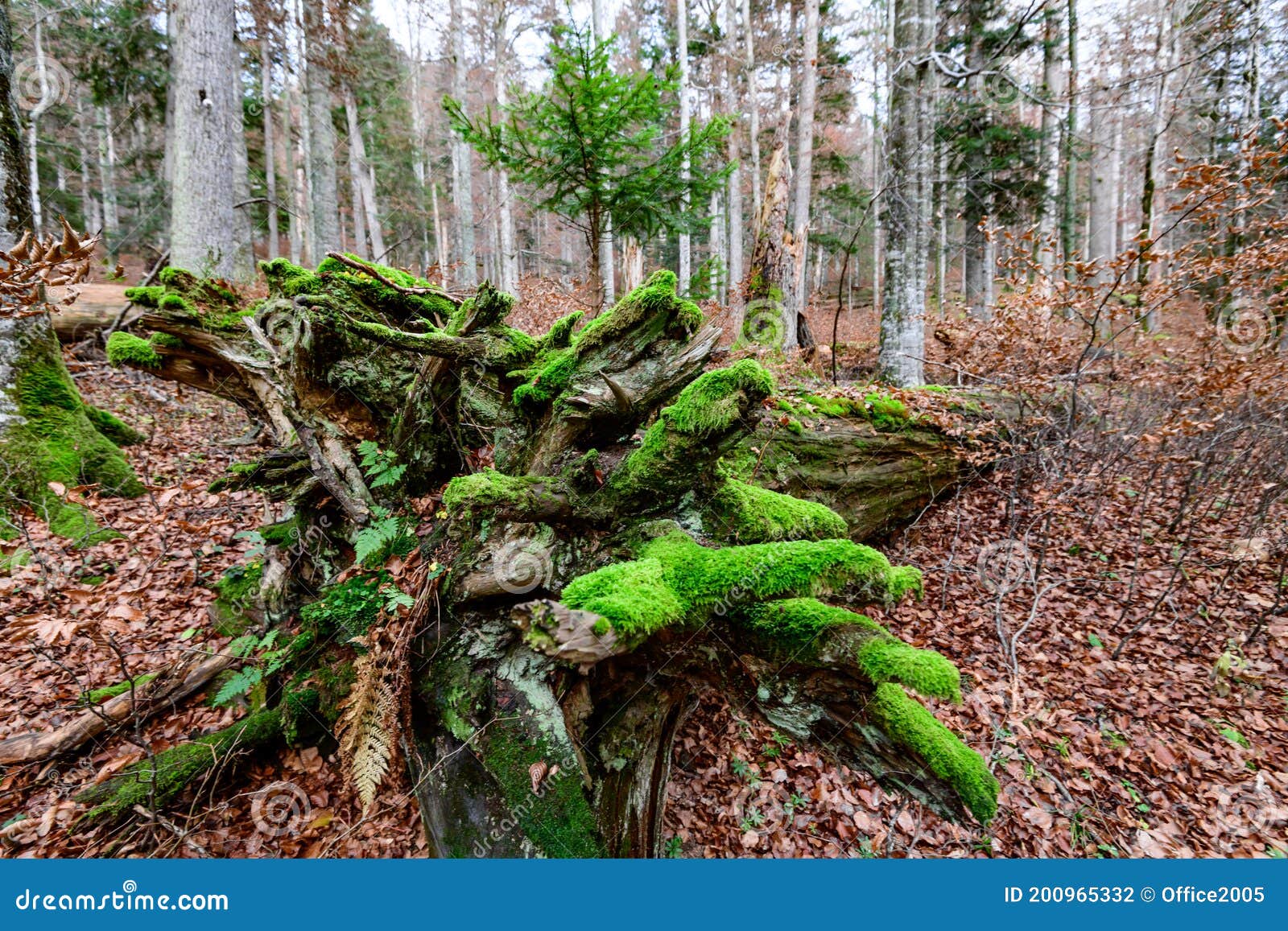 Rotten Wood in a Primary Forest Stock Photo - Image of primeval, moss ...
