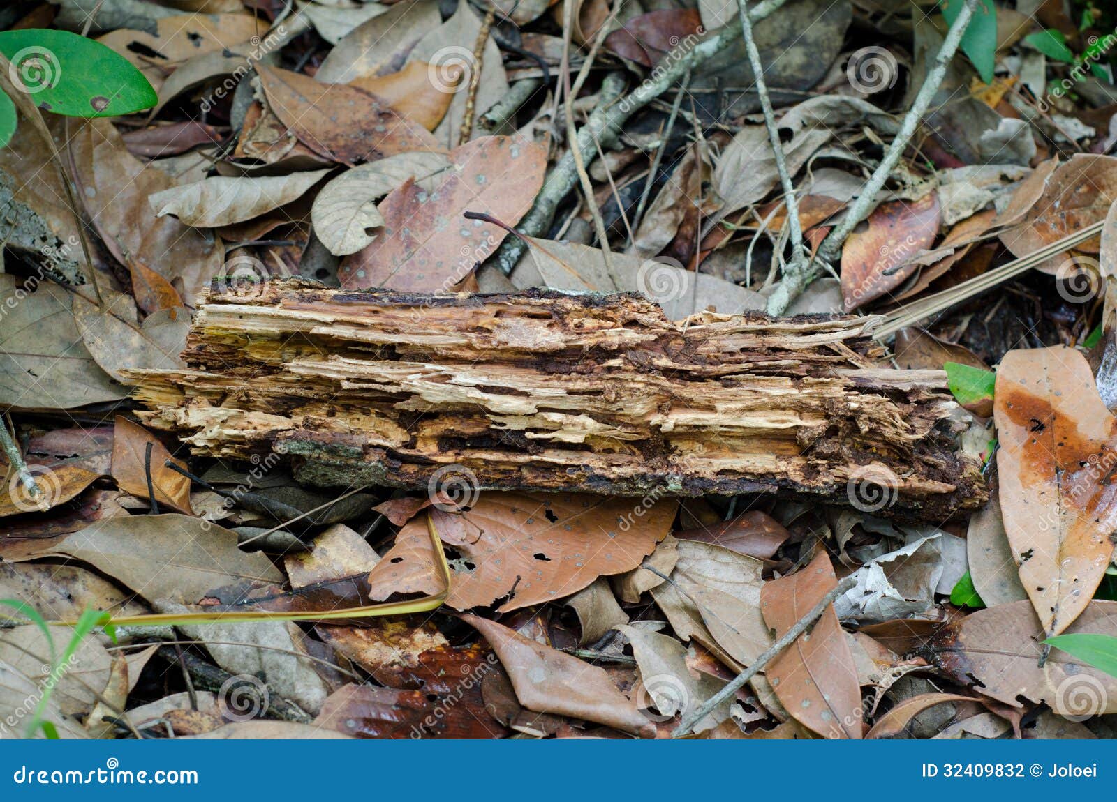 Rotten wood stock photo. Image of lying, forest, leaf - 32409832